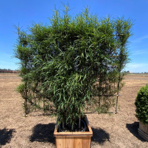 Bountiful Farms | Screen Collection