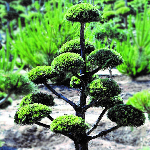 Bountiful Farms | Topiary Collection